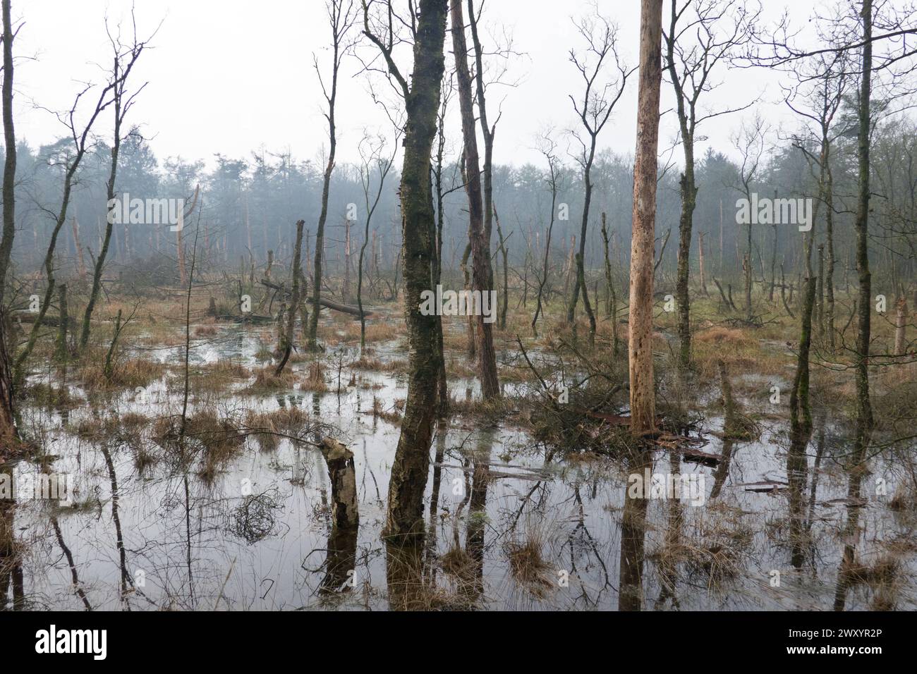 Dead trees in swamp hi-res stock photography and images - Alamy