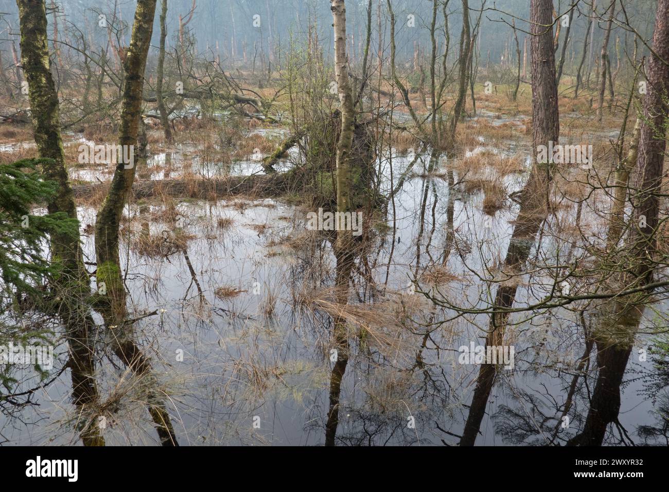 Dead trees in swamp hi-res stock photography and images - Alamy