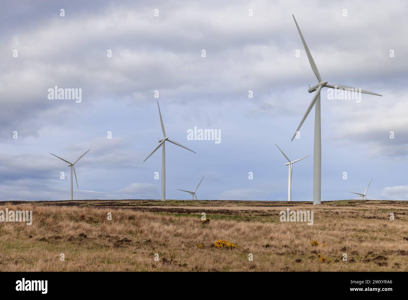 In the remote expanse of a moor, modern wind turbines capture the wind ...