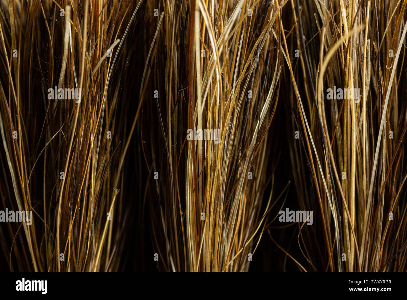Bristle pattern hi-res stock photography and images - Alamy
