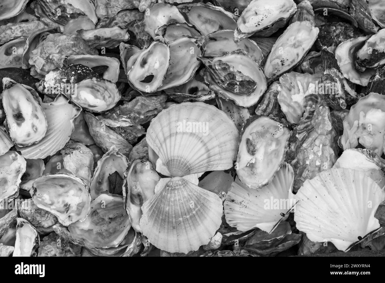 empty shells at Lyme Regis, Dorset UK in March Stock Photo - Alamy
