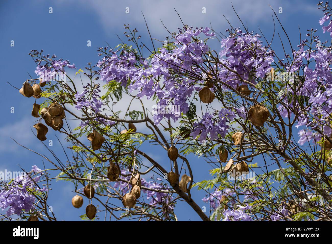 Palisanderholzbaum (Jacaranda mimosifolia) - blühender Baum, Kanarische ...