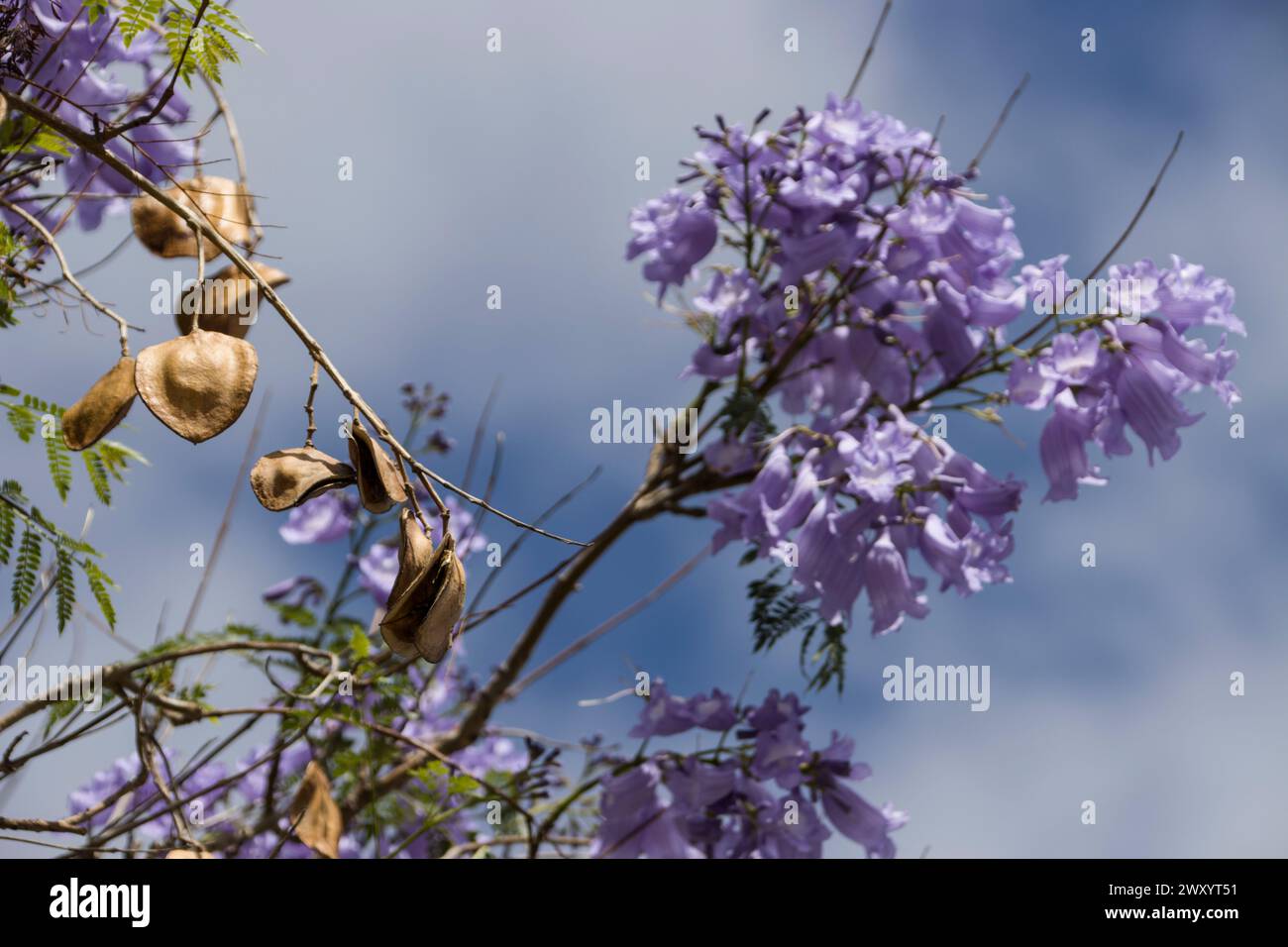 Palisanderholzbaum (Jacaranda mimosifolia) - blühender Baum, Kanarische Inseln, Teneriffa ...