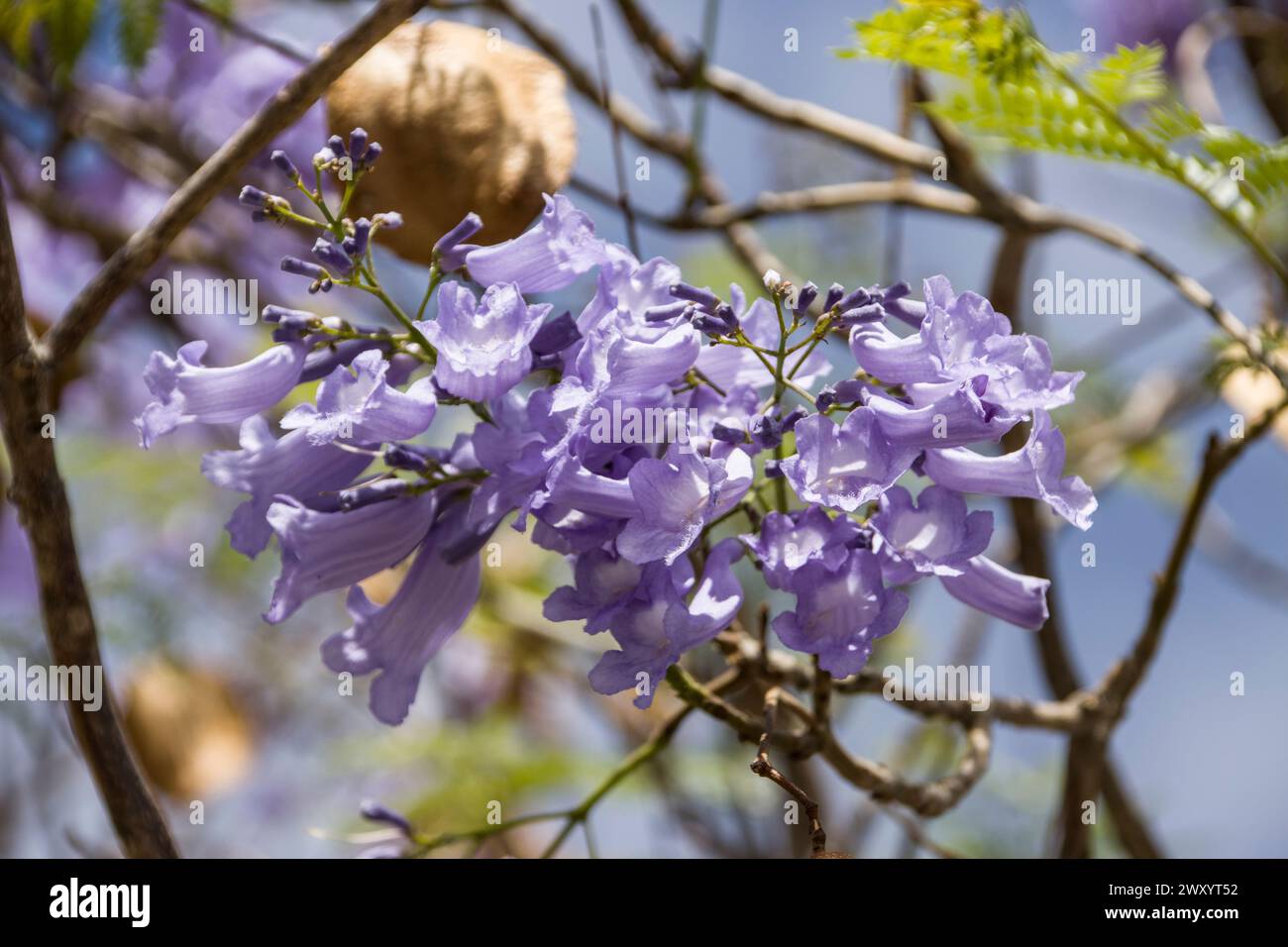 Palisanderholzbaum (Jacaranda mimosifolia) - blühender Baum, Kanarische ...