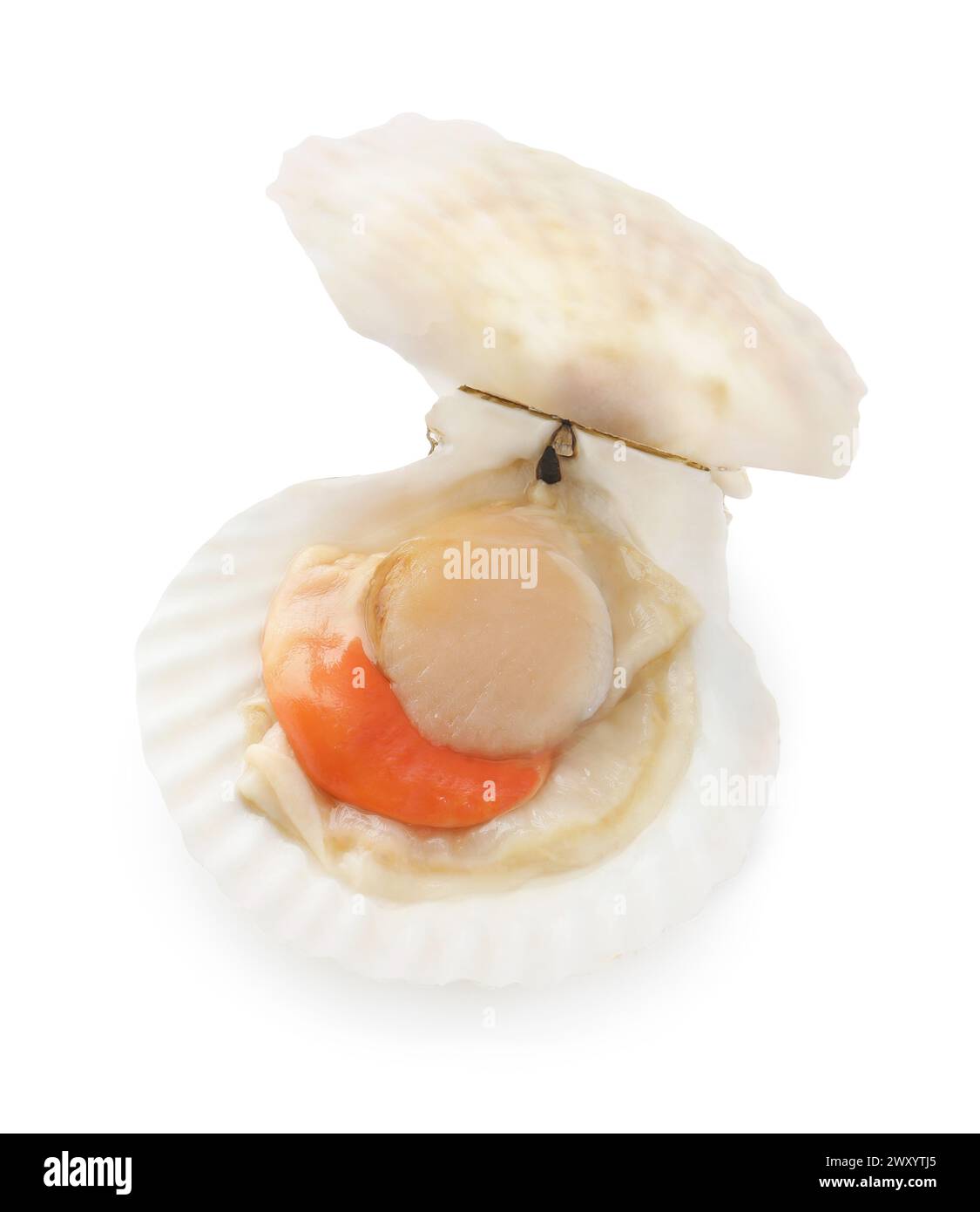 Fresh raw scallop with shell isolated on white Stock Photo - Alamy