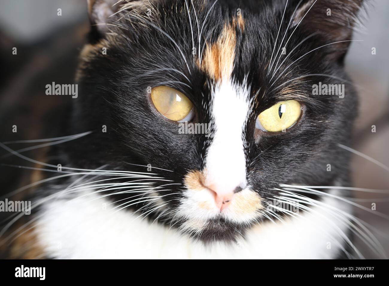 Cute cat with corneal opacity in eye on blurred background, closeup Stock Photo - Alamy