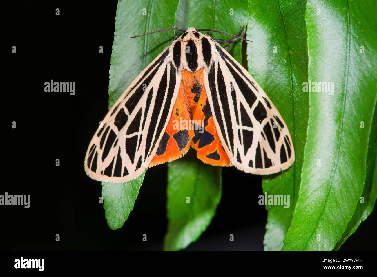 Virgin tiger moth (Grammia virgo), arctiid from North America Stock ...