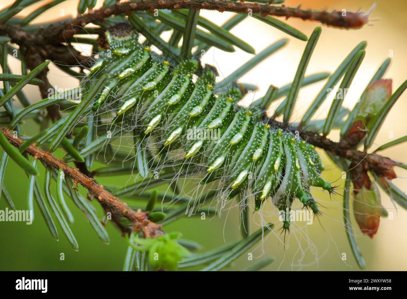 Chinese moon moth (Actias dubernardi), caterpillar on conifer ...