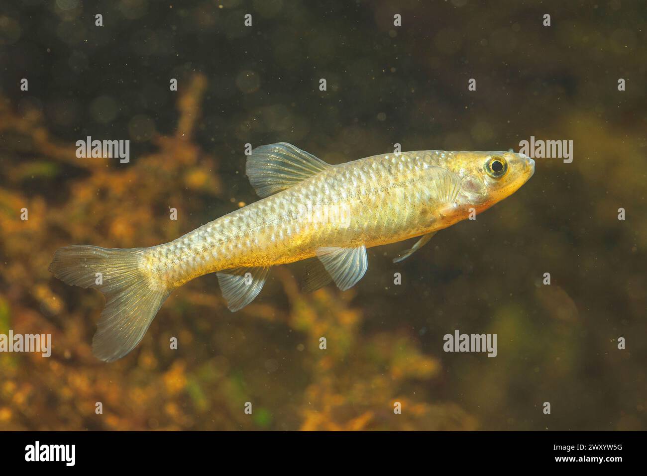 false harlequin (Pseudorasbora parva), swimming, side view Stock Photo ...