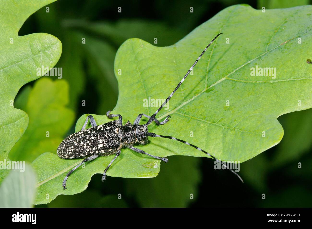 Small white marmorated longhorn beetle, Small white-marmorated longhorn ...