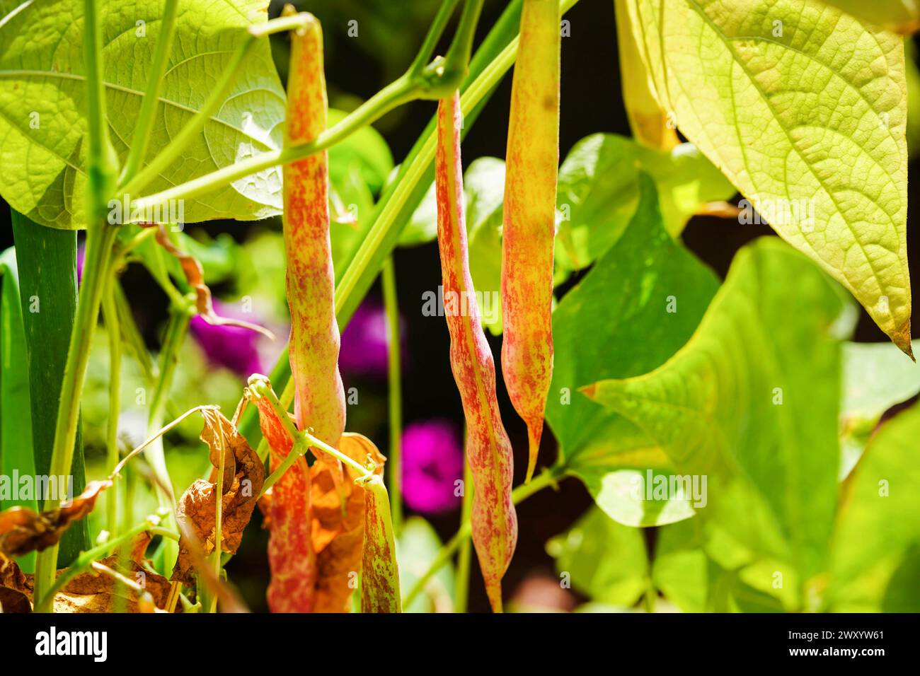 bush bean (Phaseolus vulgaris var. nanus), beans at the plant Stock ...