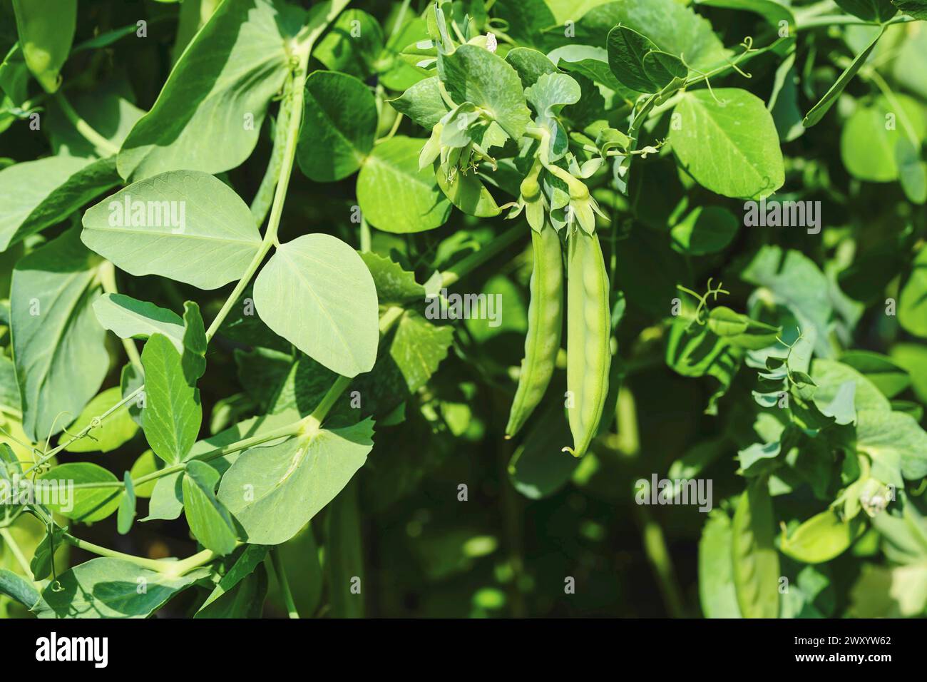 garden pea (Pisum sativum), fruits at the plant Stock Photo - Alamy