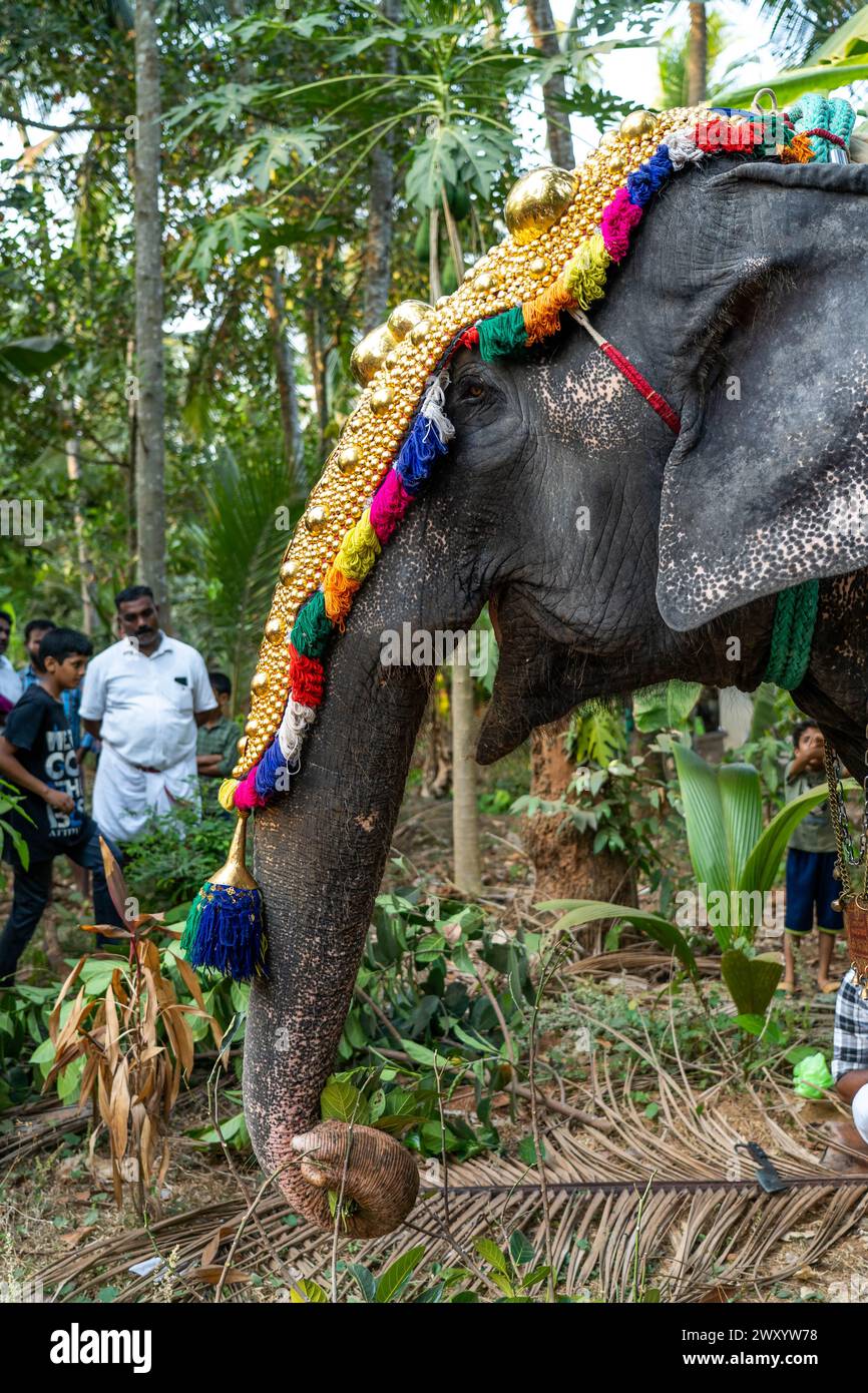 Mattathur, 27, March 2024: Dever temple festival celebration, elephant ...