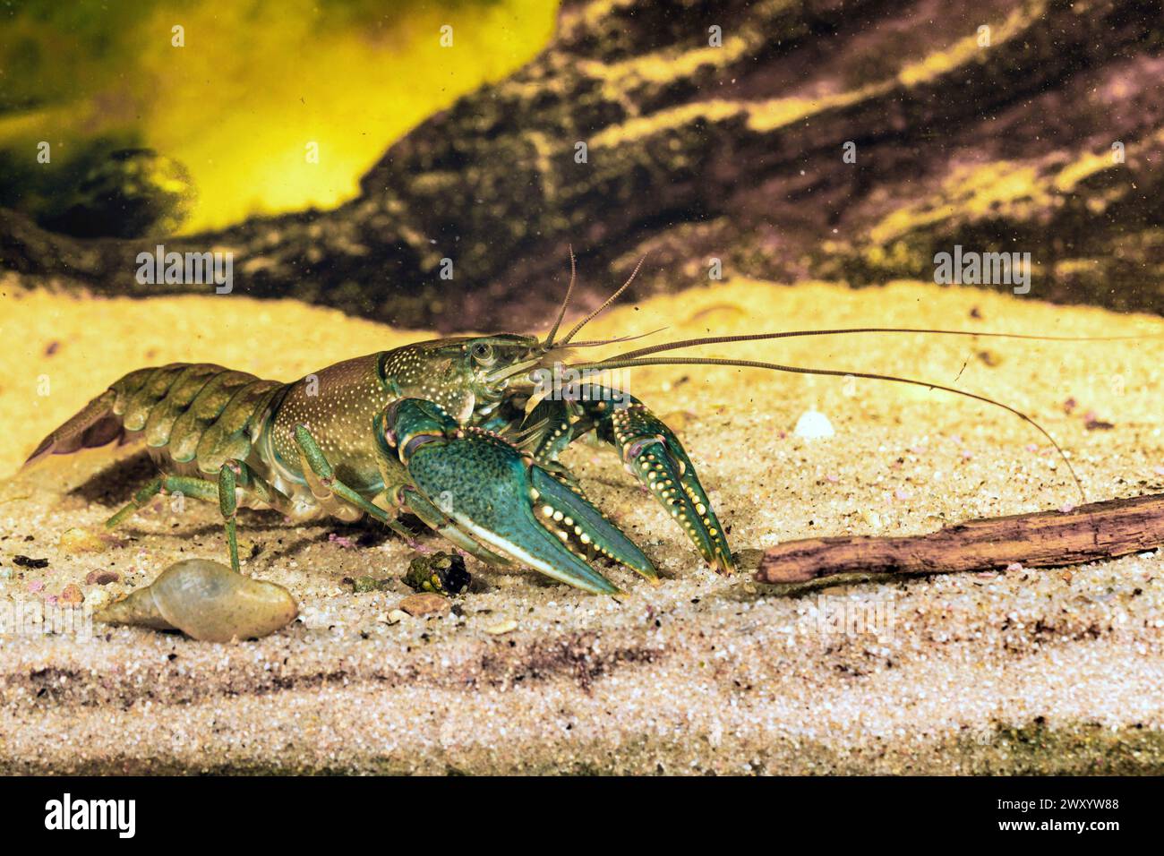 Northern crayfish (Faxonius virilis, Orconectes virilis, Gremicambarus ...