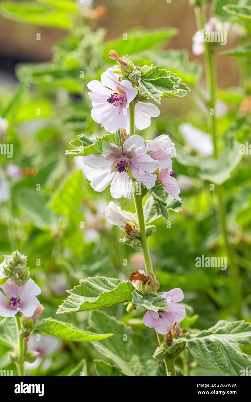 common marsh-mallow, common marshmallow (Althaea officinalis, Althaea ...