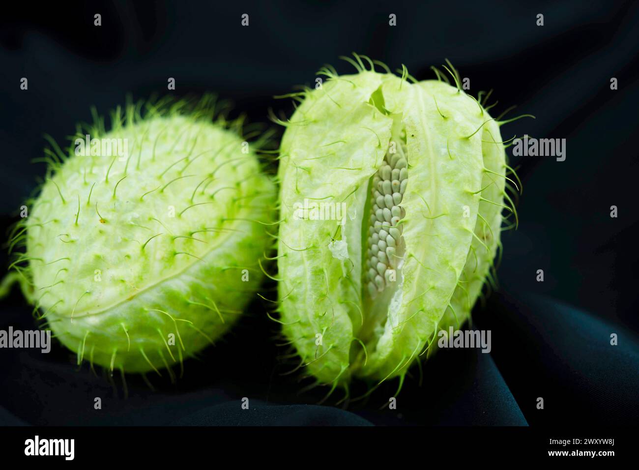 hairy balls, balloonplant, balloon cotton-bush, bishop's balls ...