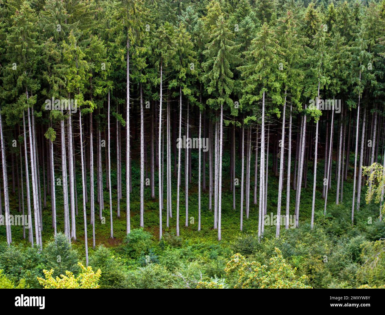 Norway spruce (Picea abies), forest Ebersberger Forst, Germany, Bavaria ...