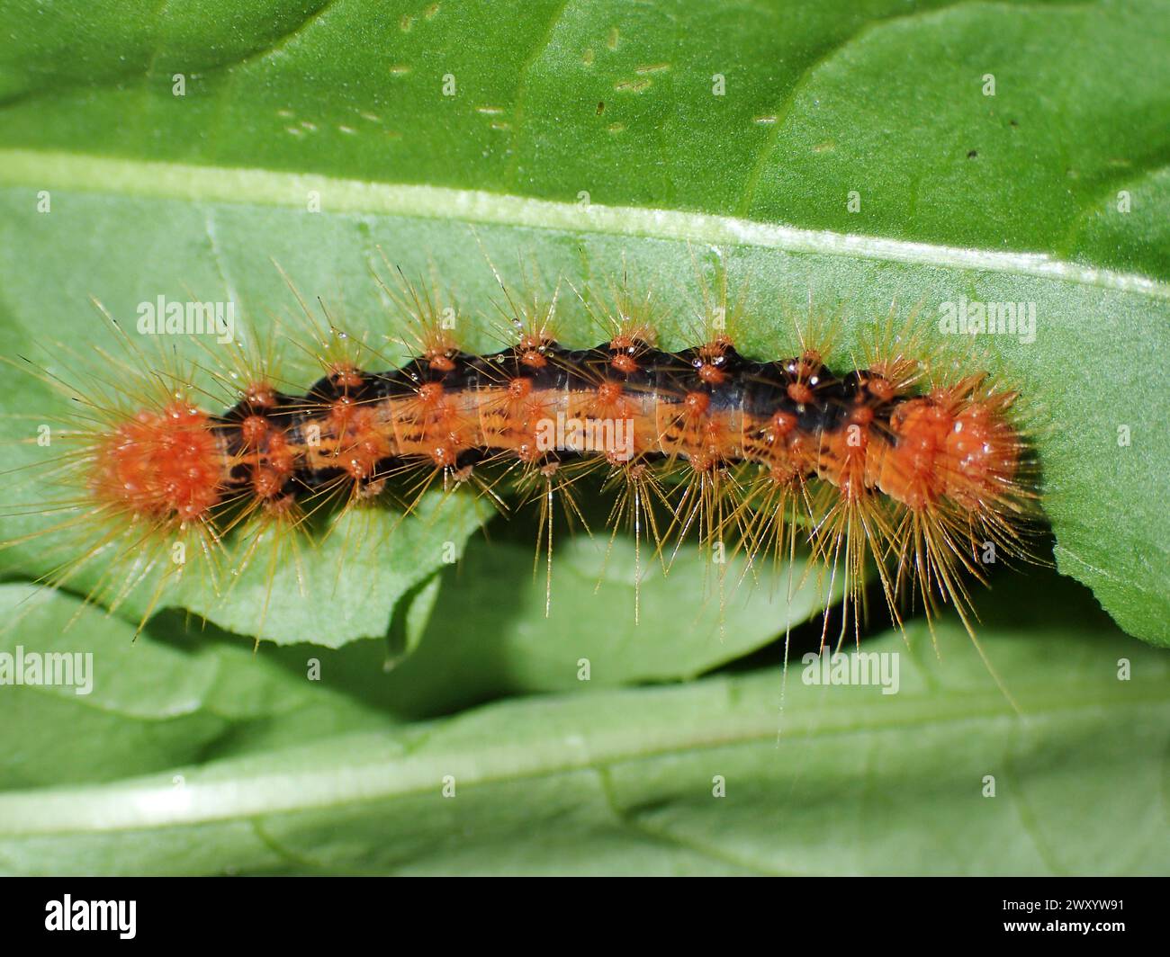 saturniid (Loepa oberthuri), caterpillar on a leaf, saturniid from Spou ...