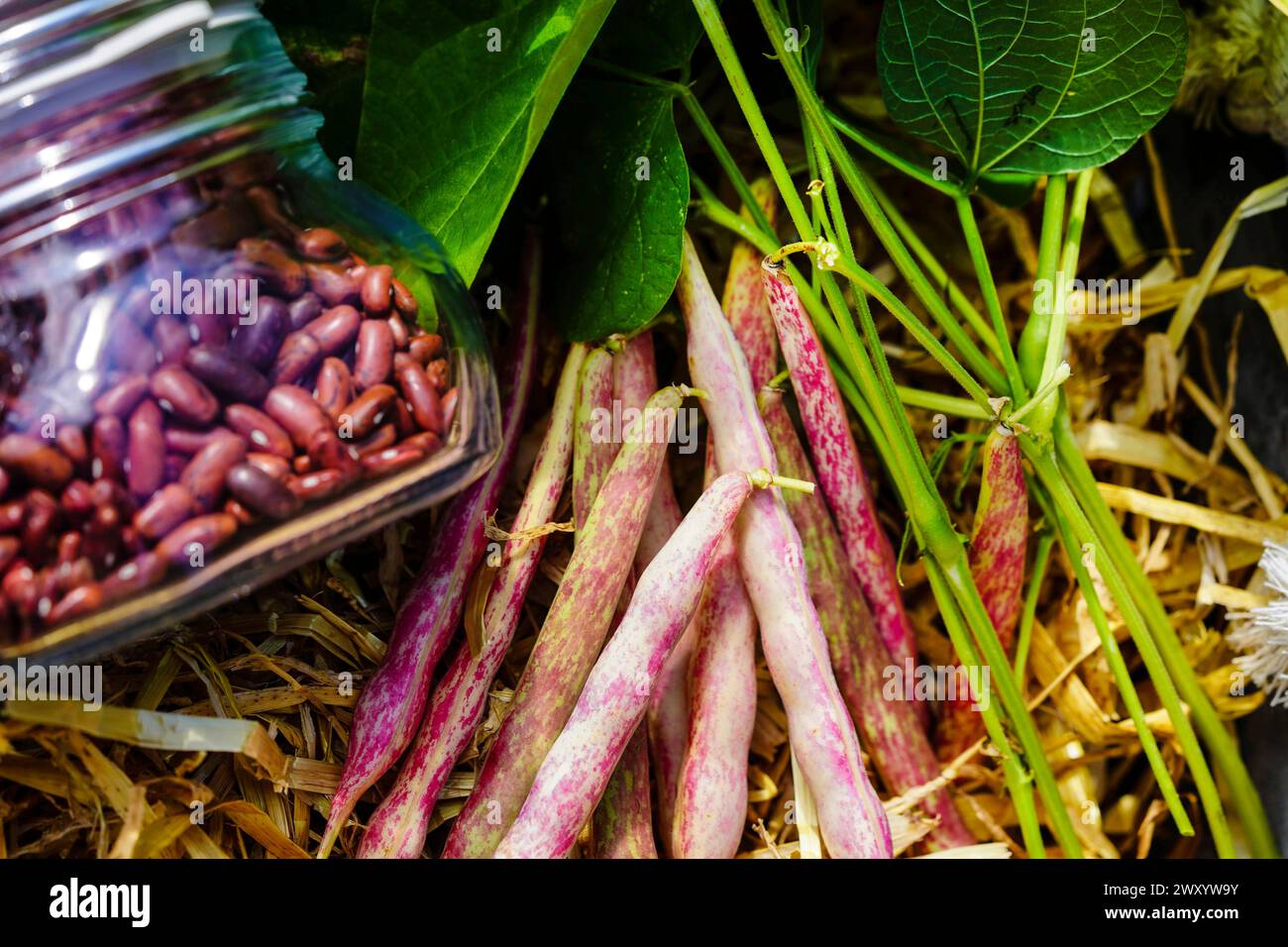 bush bean (Phaseolus vulgaris var. nanus), red Beans at the plant and ...