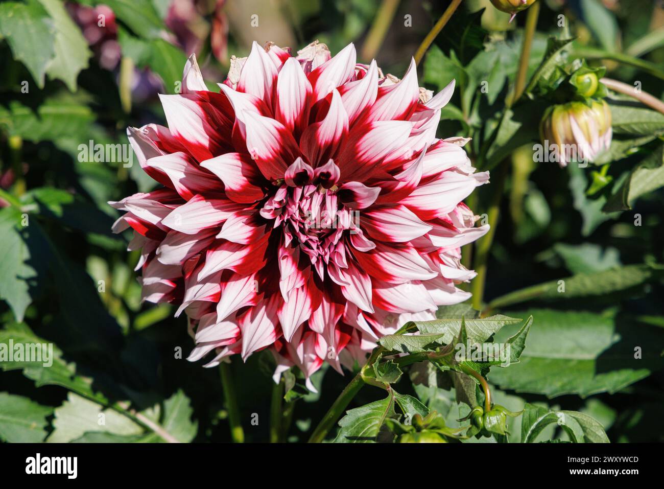 georgina (Dahlia 'Kazusa-shiranami', Dahlia Kazusa-shiranami), flower ...