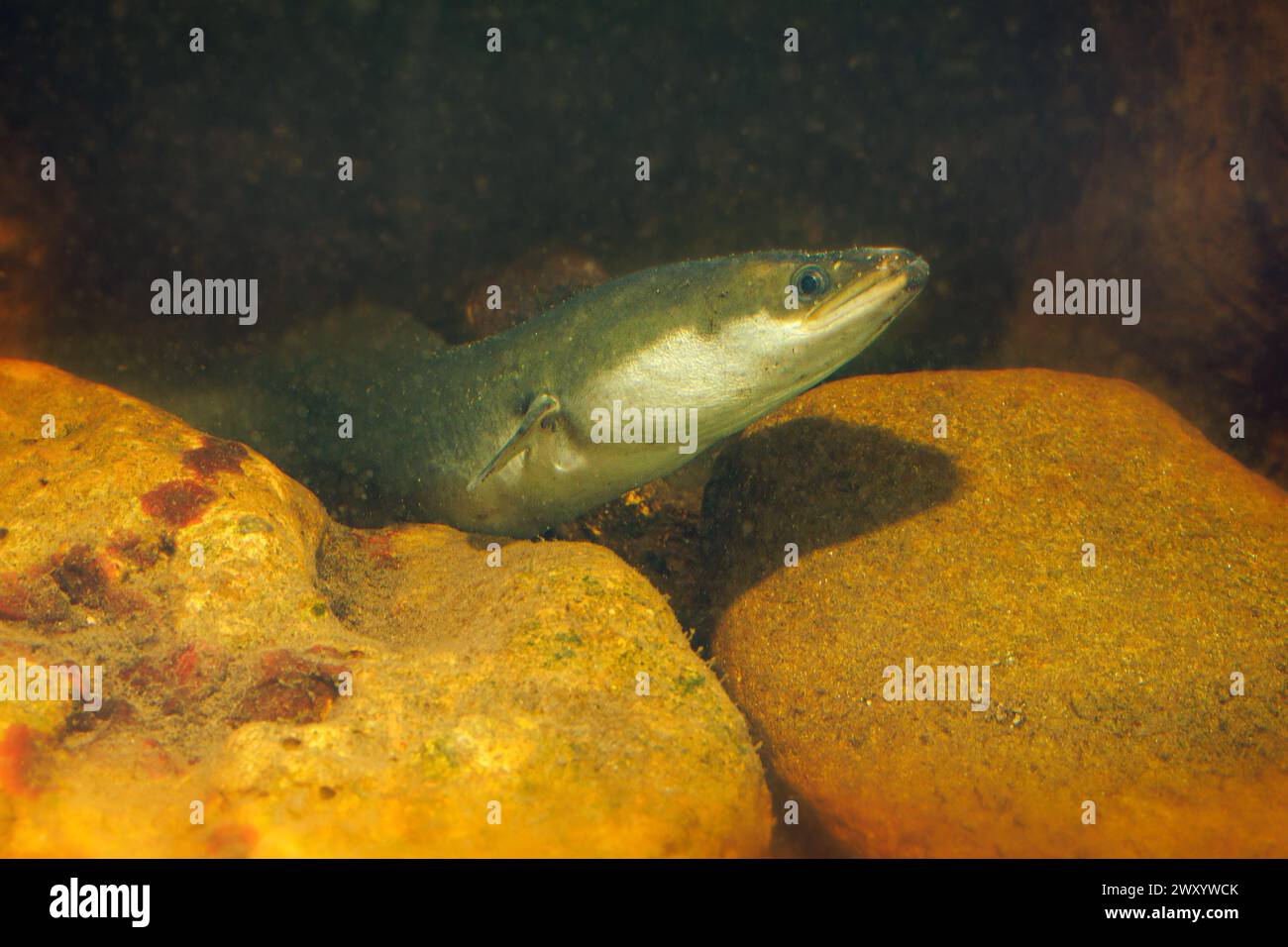 eel, European eel, river eel (Anguilla anguilla), over large river ...