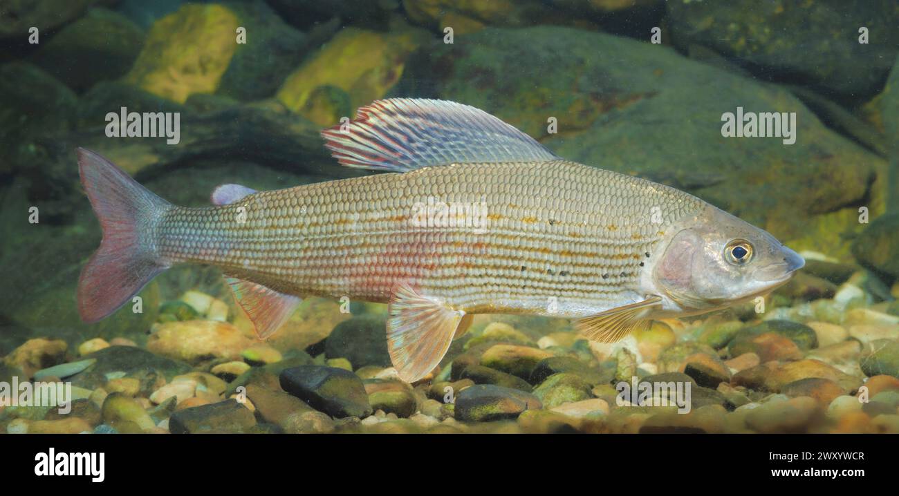 grayling (Thymallus thymallus), spawner, side view, Germany Stock Photo ...