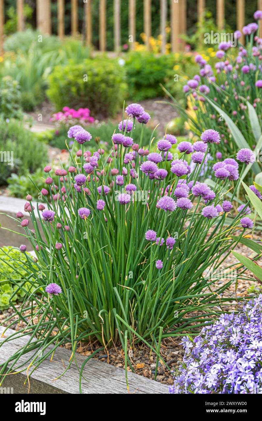 chives, sand leek (Allium schoenoprasum), blooming in a garden Stock ...