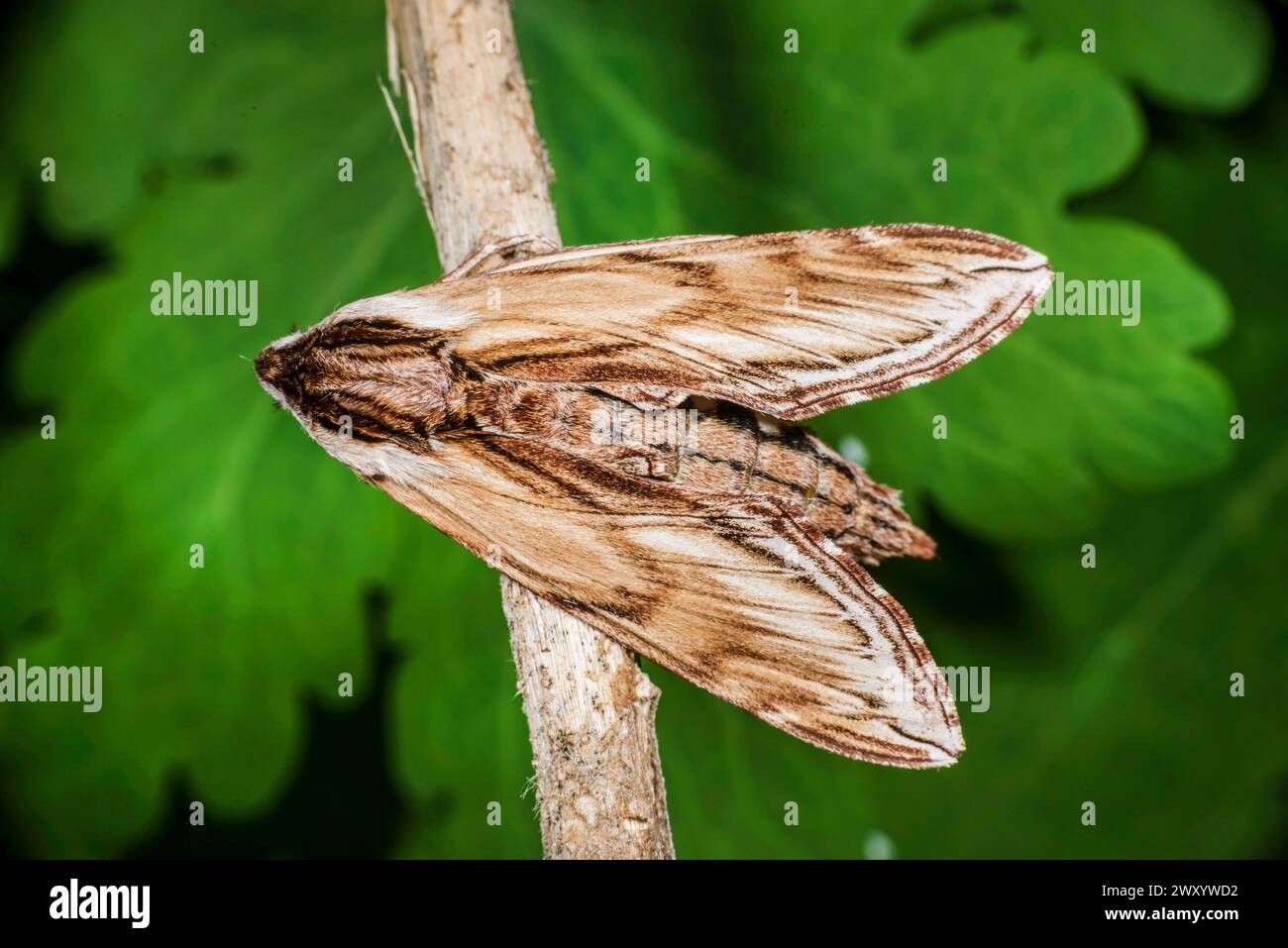 laurel sphinx (Sphinx kalmiae), sphinx moth from North America Stock ...