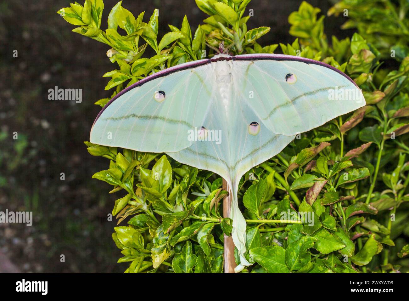 Indian moon moth (Actias selene), top view, saturniid from Asia Stock ...