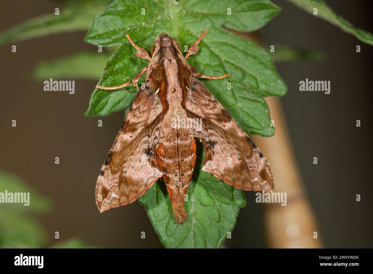 sphinx moth (Eupanacra elegantulus), sphinx moth from South East Asia ...