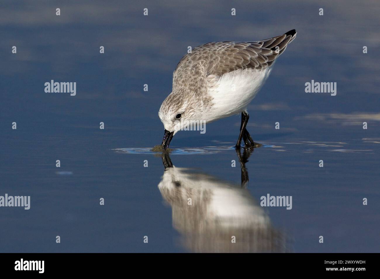sanderling (Calidris alba), foraging in shallow water, side view, Italy ...