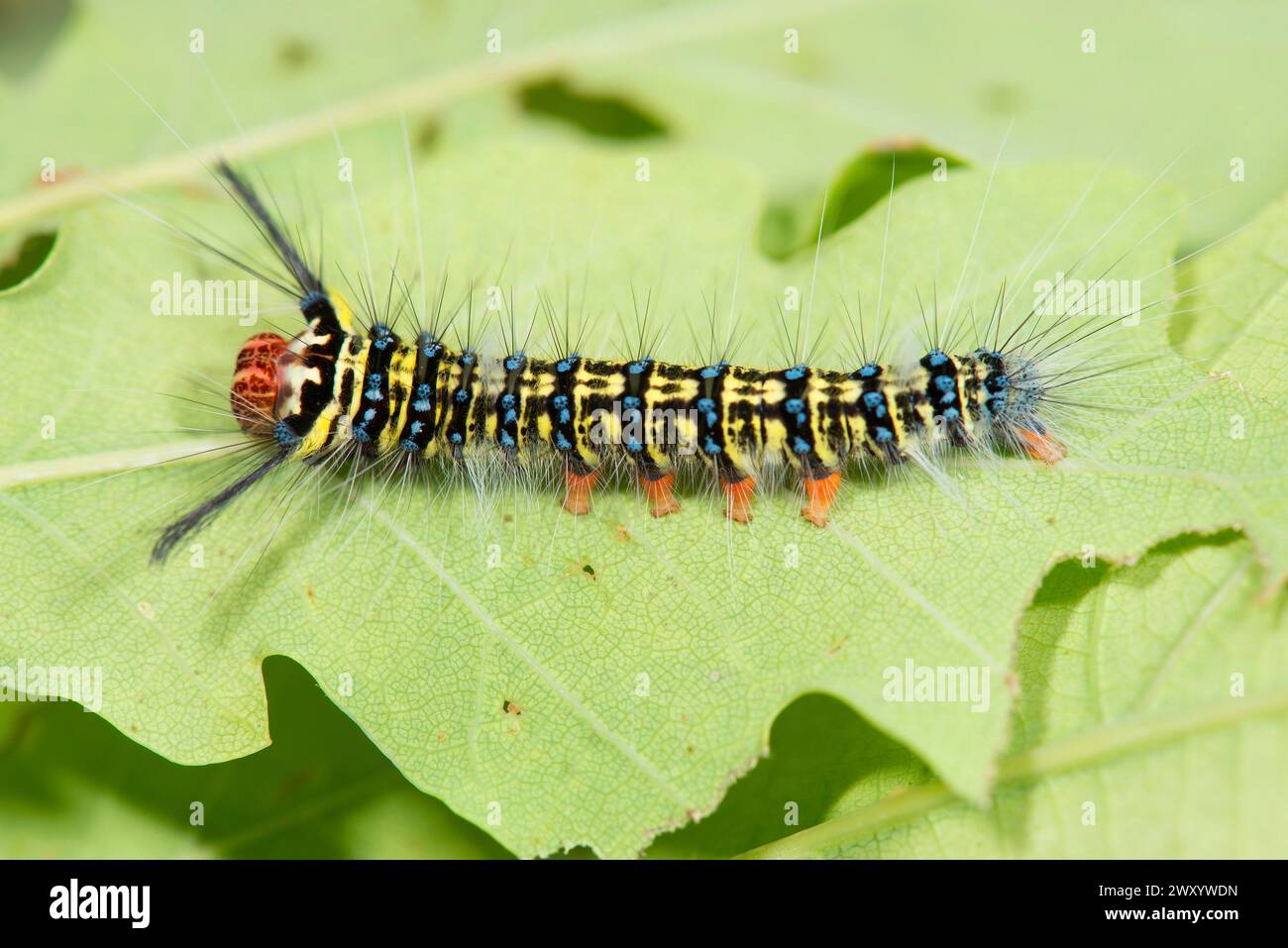 South African day-flying moth, Wasp moth (Euchromia foletti ...