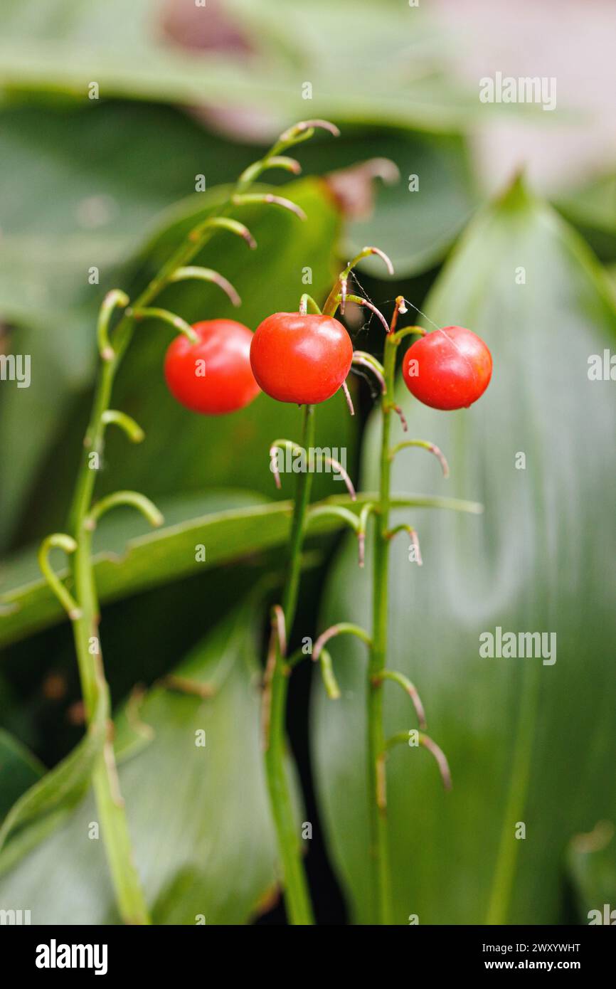 European lily-of-the-valley (Convallaria majalis), with fruits, Germany ...