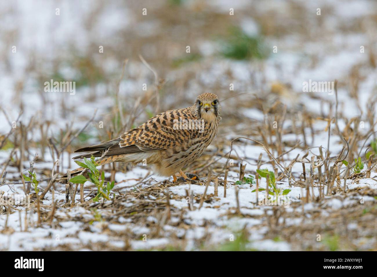 European Kestrel, Eurasian Kestrel, Old World Kestrel, Common Kestrel ...