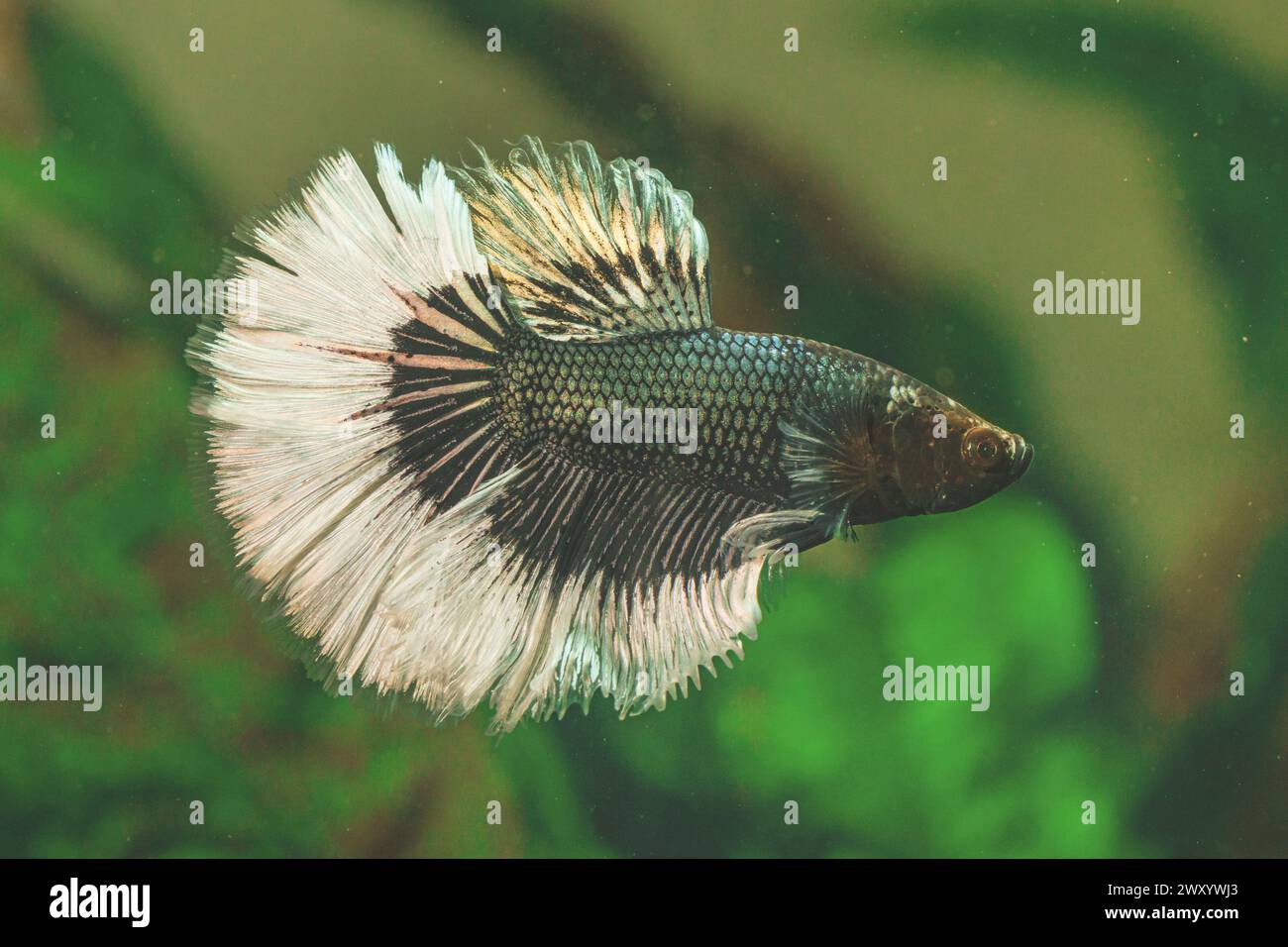 Siamese fighting fish, Siamese fighter (Betta splendens), male ...