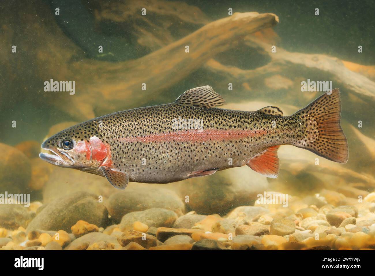 rainbow trout (Oncorhynchus mykiss, Salmo gairdneri), swimming spawner in front of dead wood ...