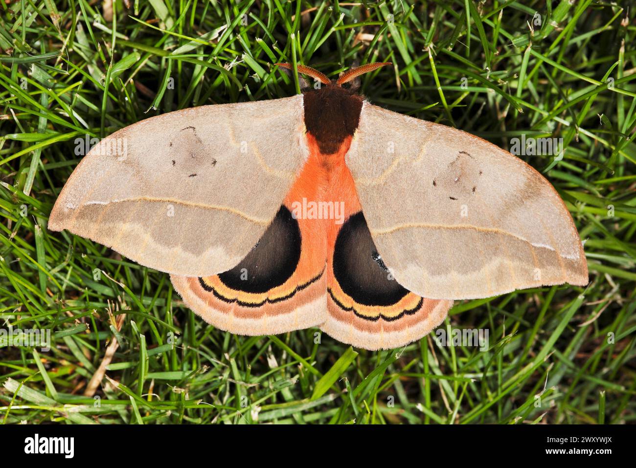 saturniid (Automeris illustris), saturniid from South America Stock ...