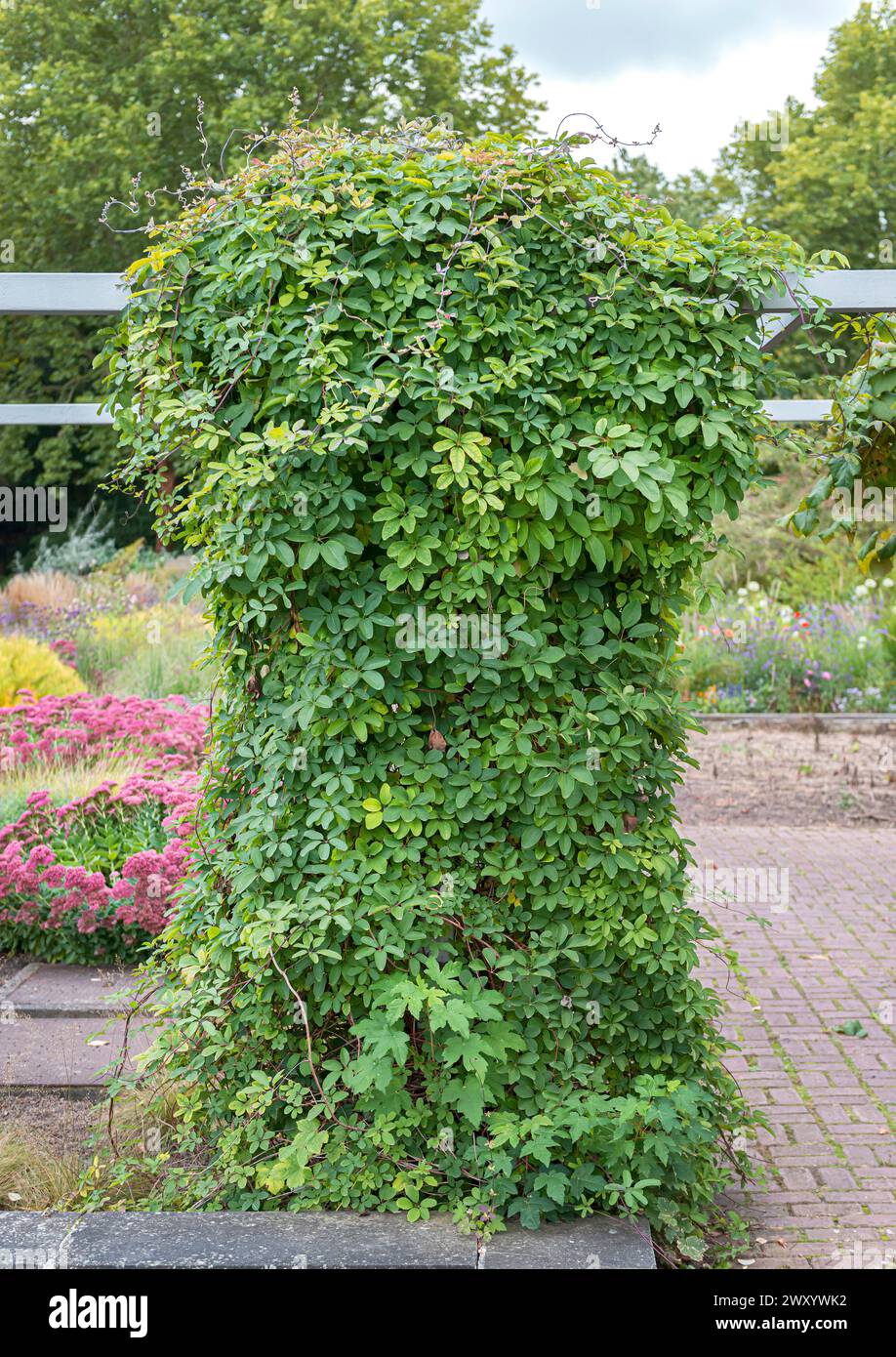 five-leaf akebia, chocolate vine (Akebia quinata), climbing to a ...