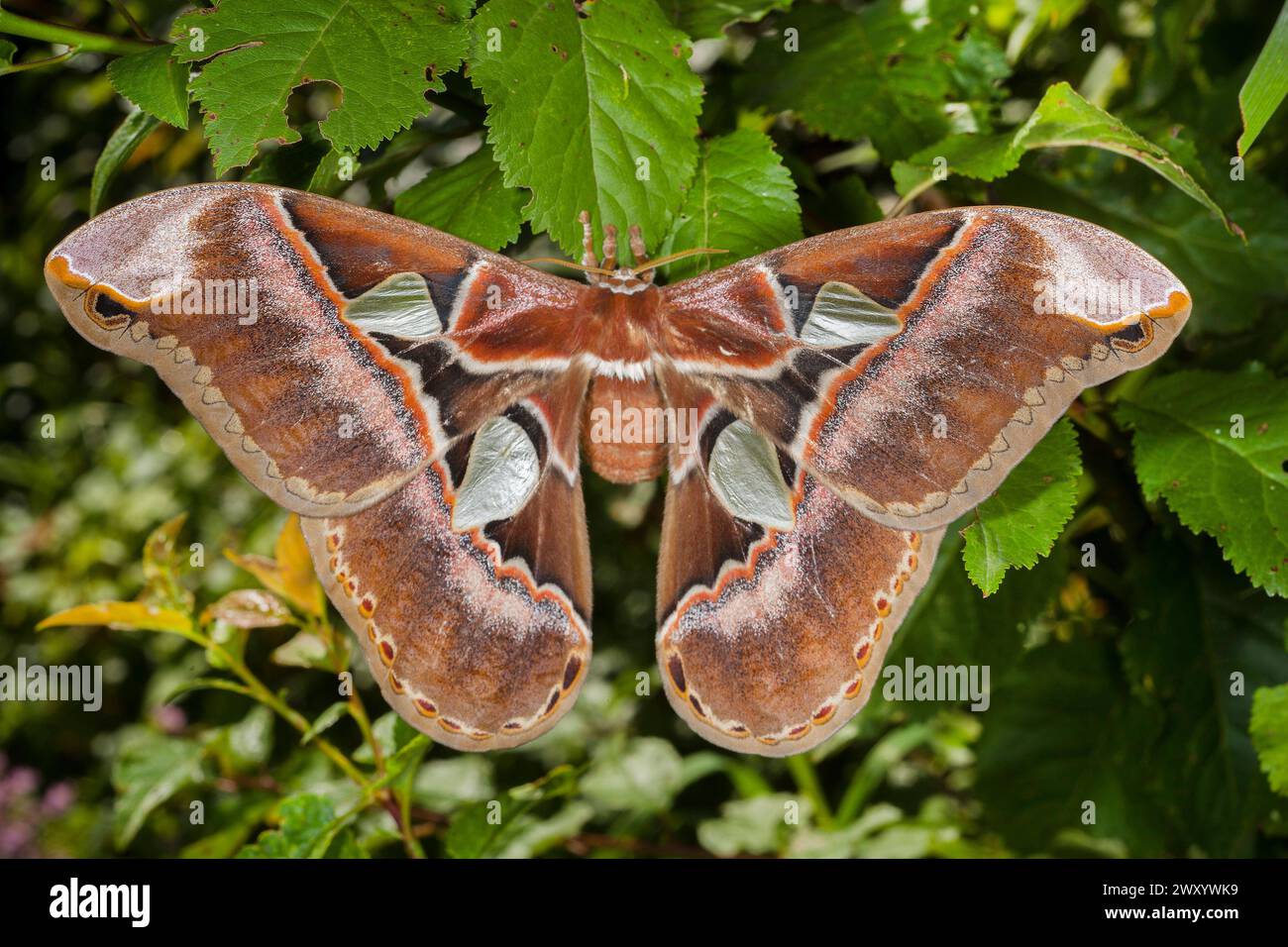silkmoth (Rothschildia aurota), saturniid from South America Stock ...
