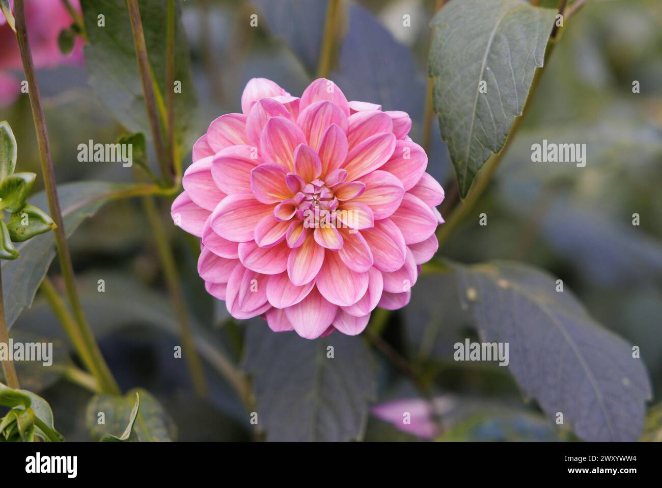 georgina (Dahlia 'Harpet Lorelei', Dahlia Harpet Lorelei), flower ...