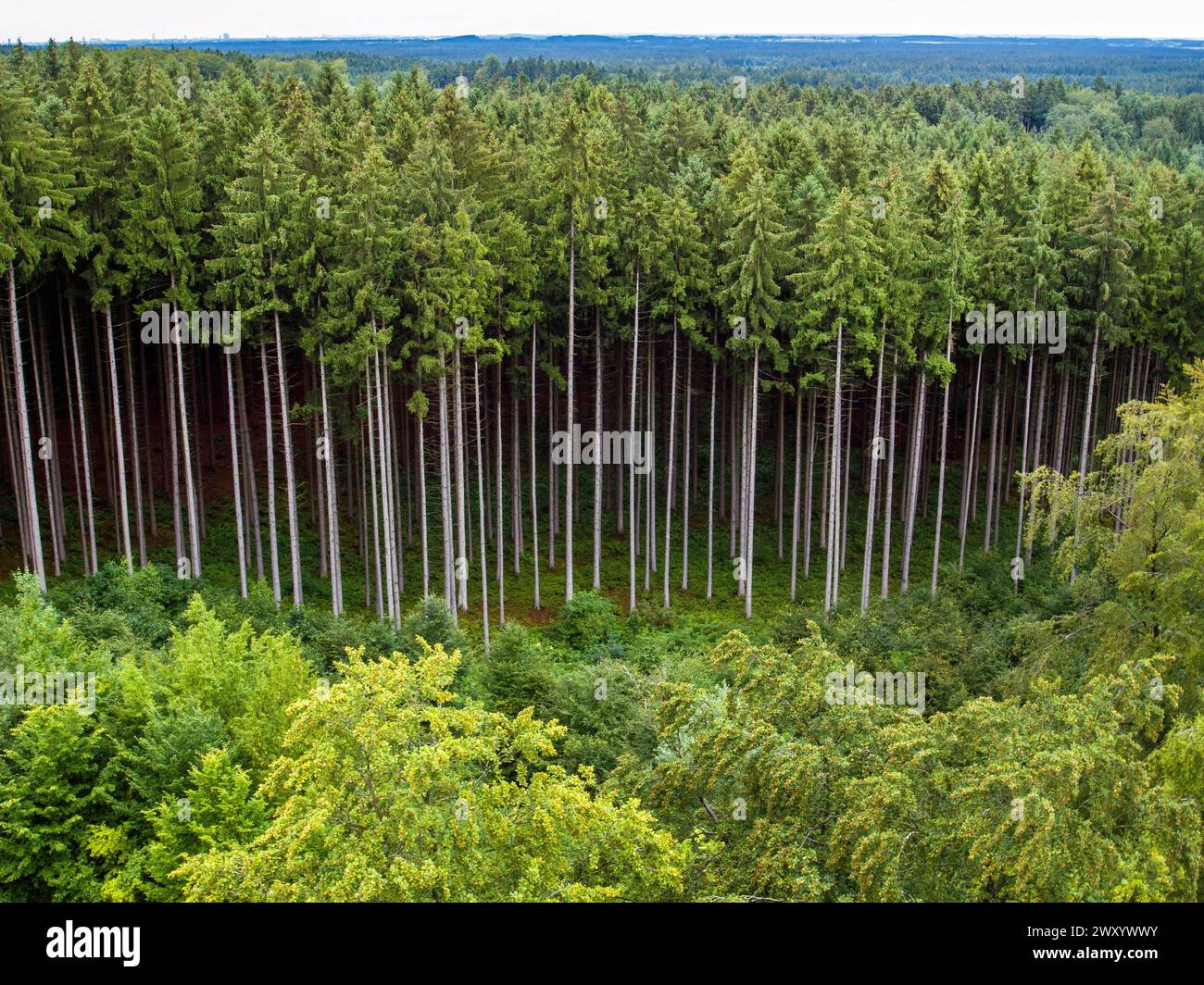 Norway spruce (Picea abies), forest Ebersberger Forst, Germany, Bavaria ...