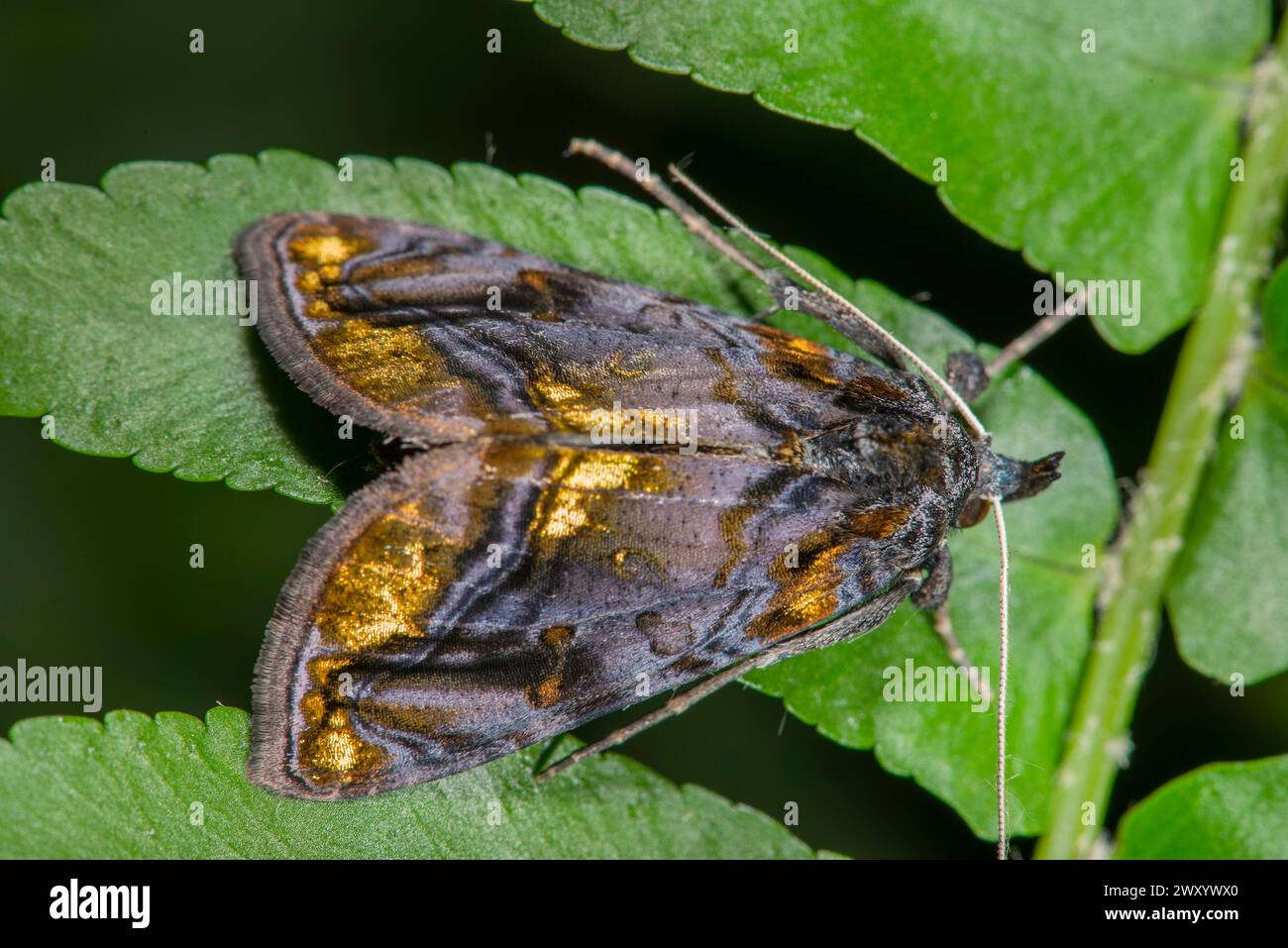Columbine owlet moth, Golden C (Lamprotes c-aureum), sits on a leaf ...