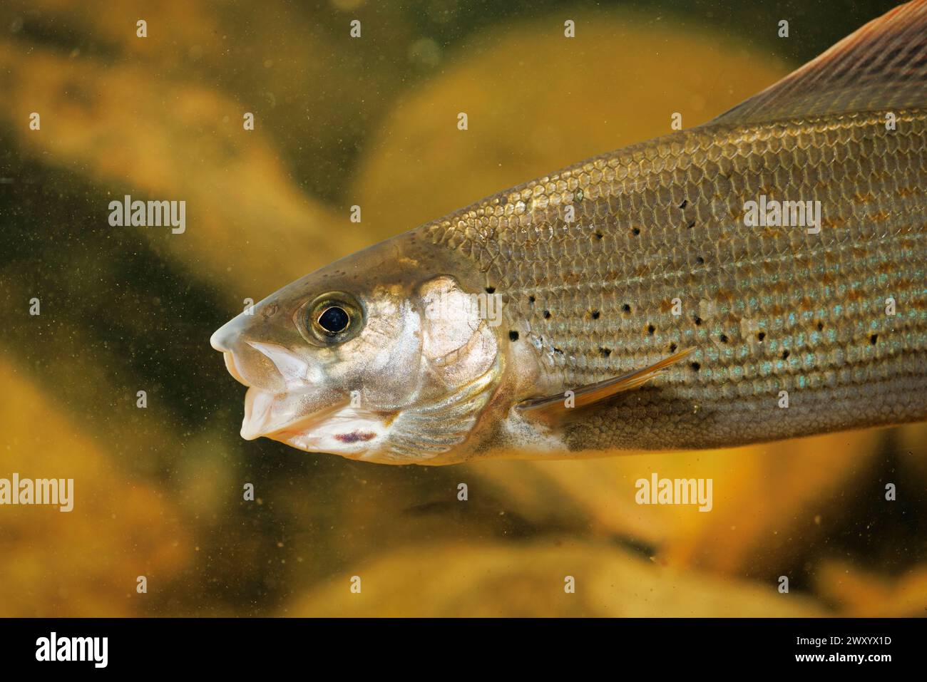 grayling (Thymallus thymallus), with open mouth, half-length portrait, Germany Stock Photo - Alamy
