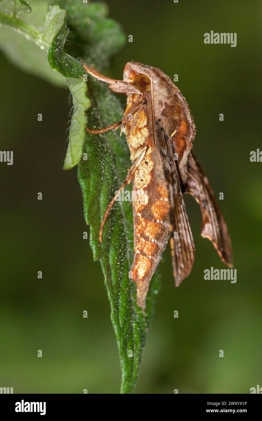 sphinx moth (Eupanacra elegantulus), sphinx moth from South East Asia ...