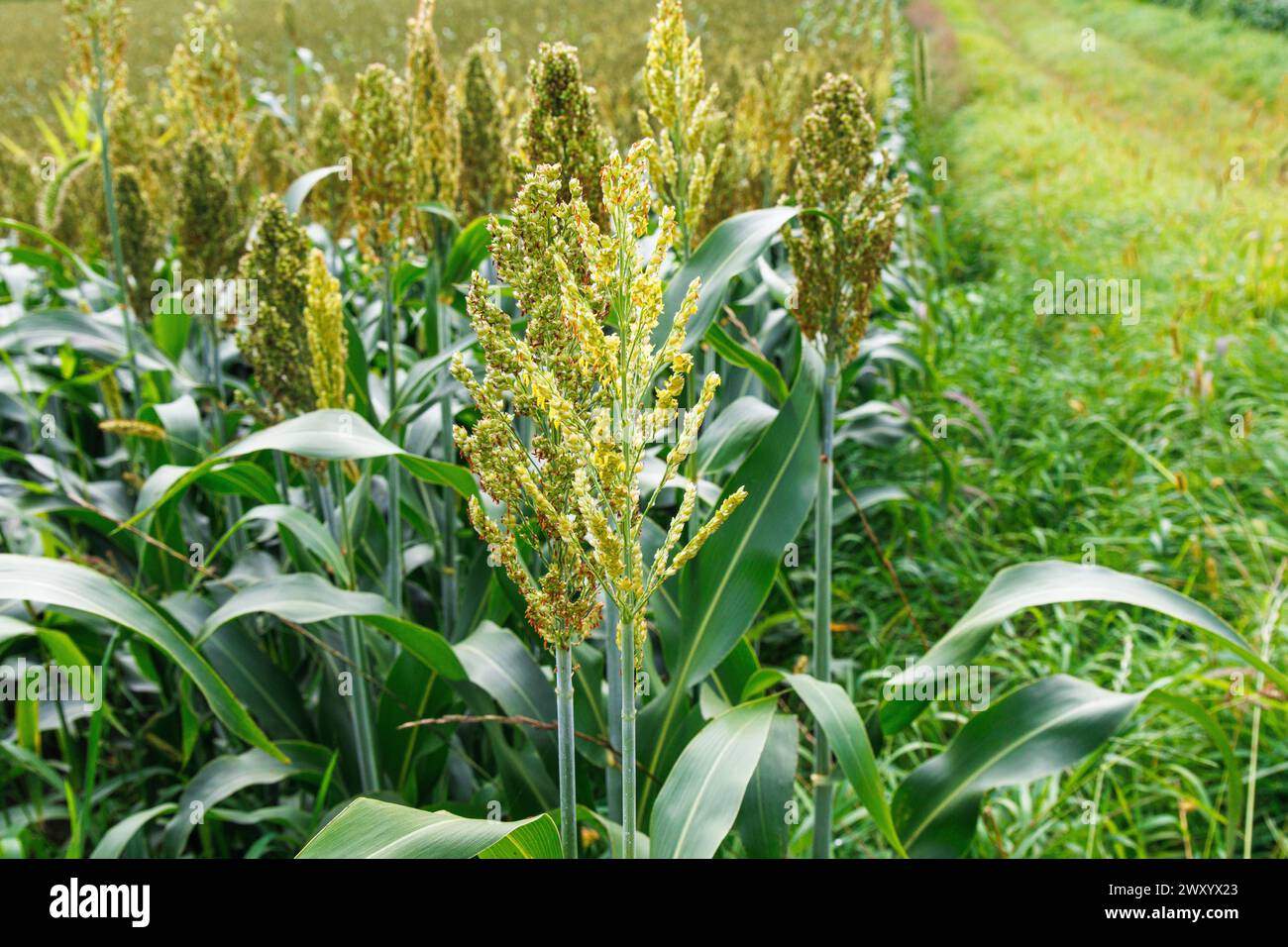 Broom-corn, broomcorn (Sorghum bicolor), in a field, inflorescence ...