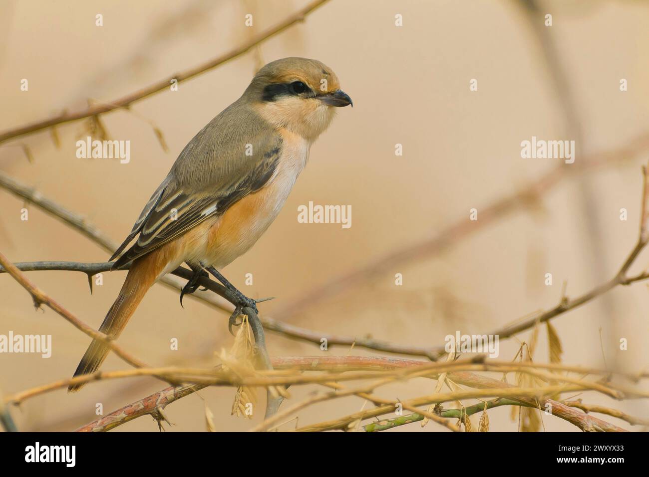 isabelline shrike, Daurian shrike (Lanius isabellinus), perching on a ...