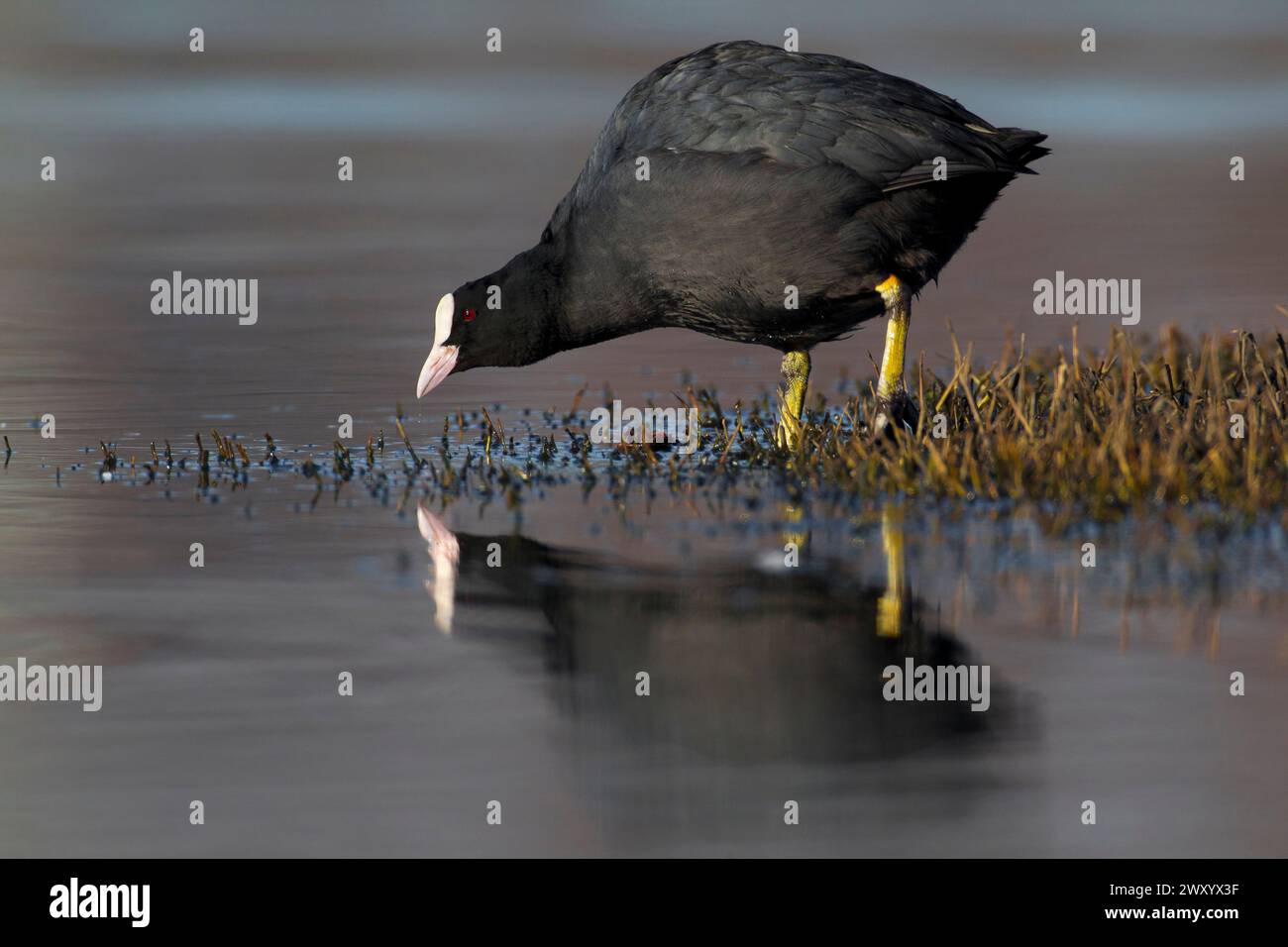 black coot, Eurasian coot, common coot (Fulica atra), stands in shallow ...
