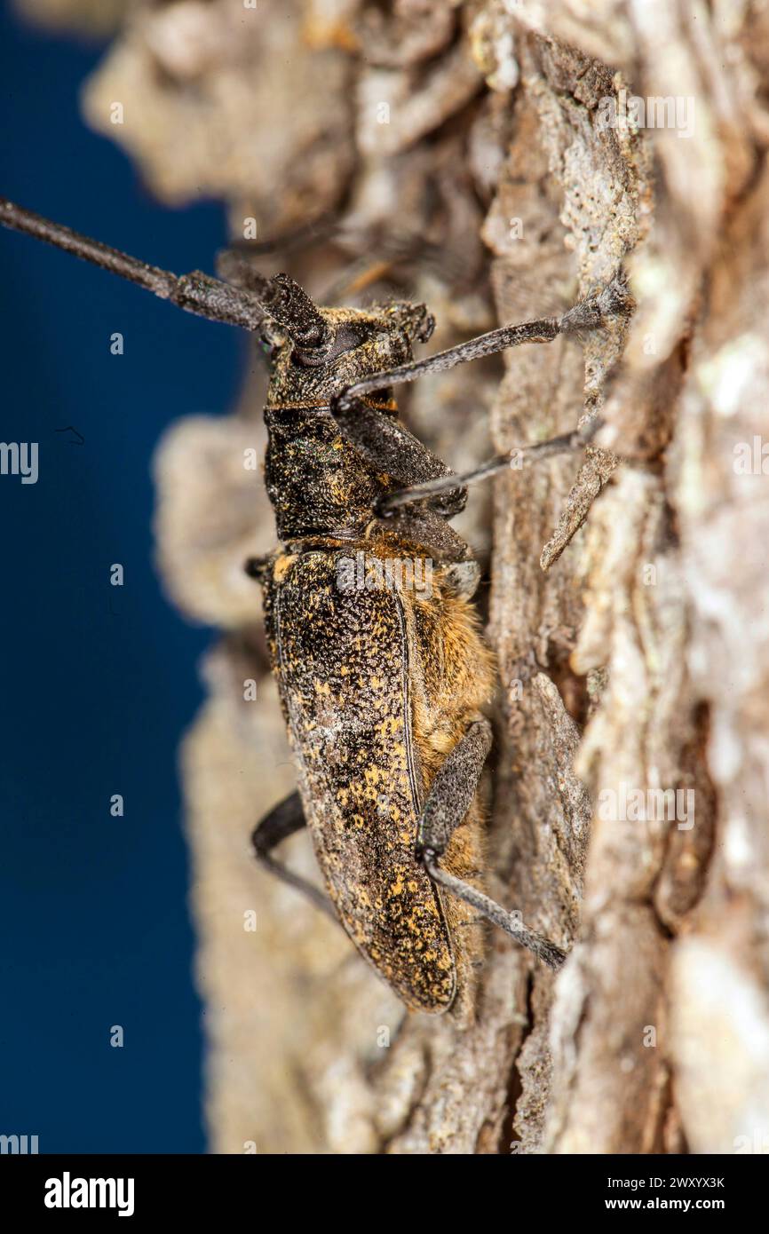 Monomachus galloprovincialis backerbock hi-res stock photography and ...