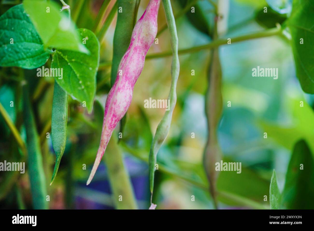 bush bean (Phaseolus vulgaris var. nanus), Bean at the plant Stock ...