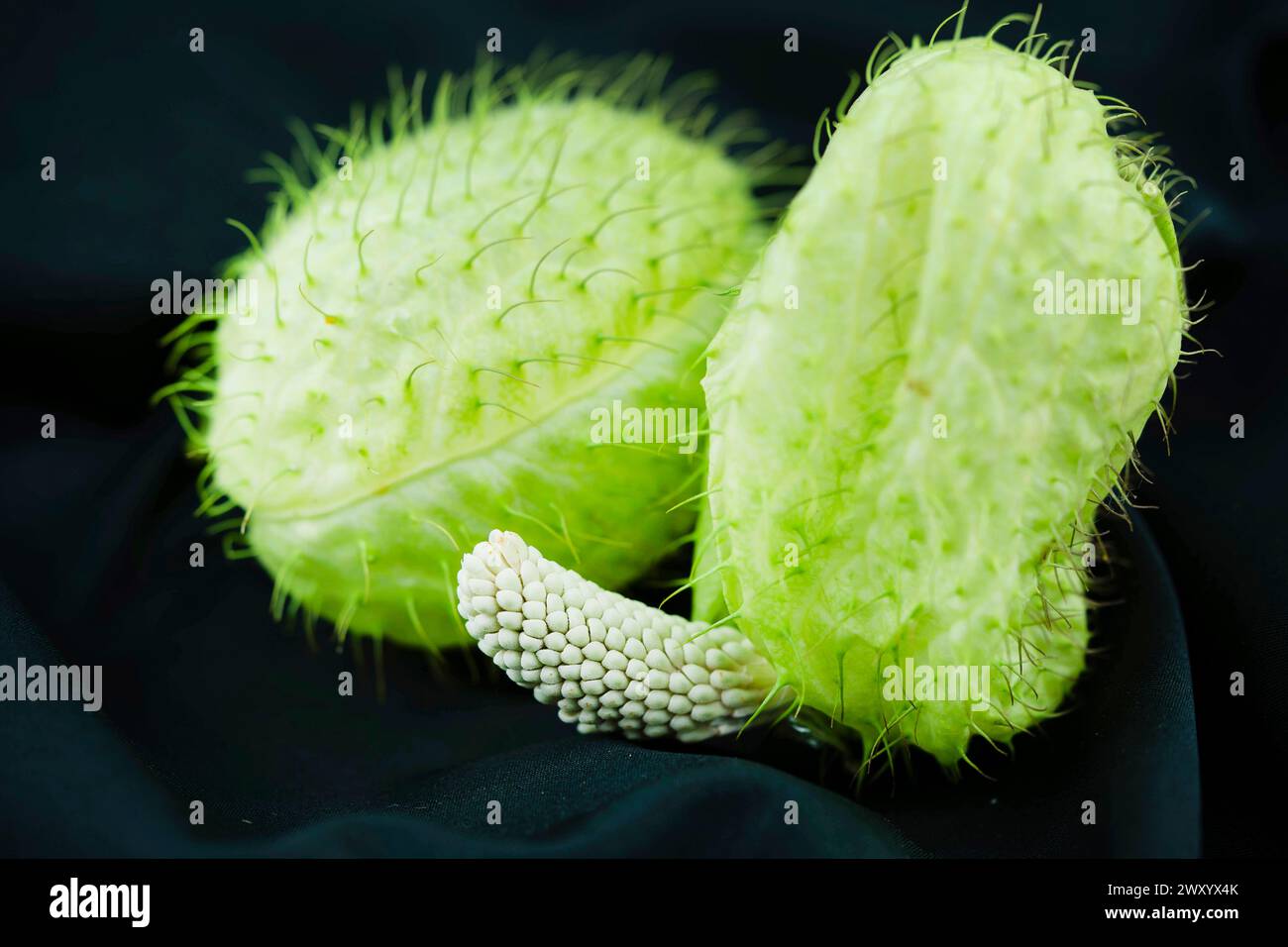 hairy balls, balloonplant, balloon cotton-bush, bishop's balls ...